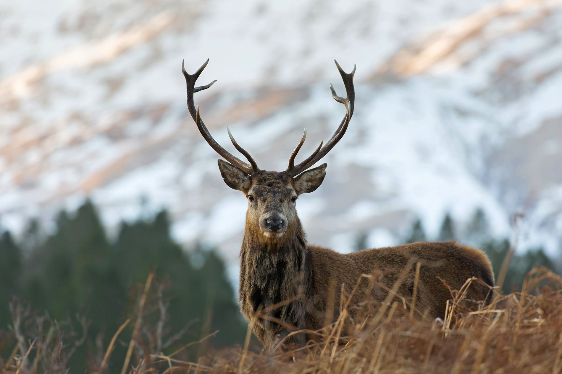 Stag do | Patrick Galbraith | The Critic Magazine