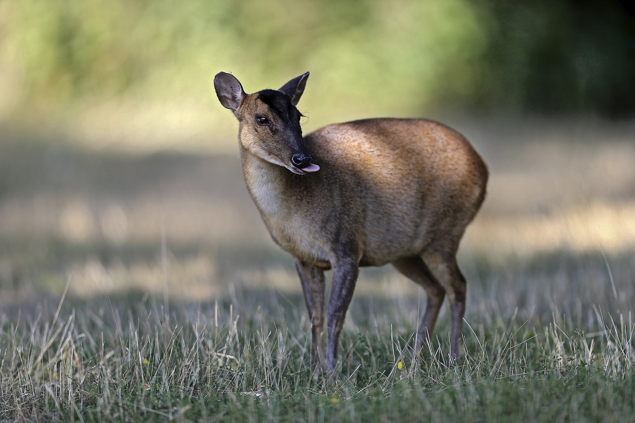 Hunting ghost ponds | Patrick Galbraith | The Critic Magazine