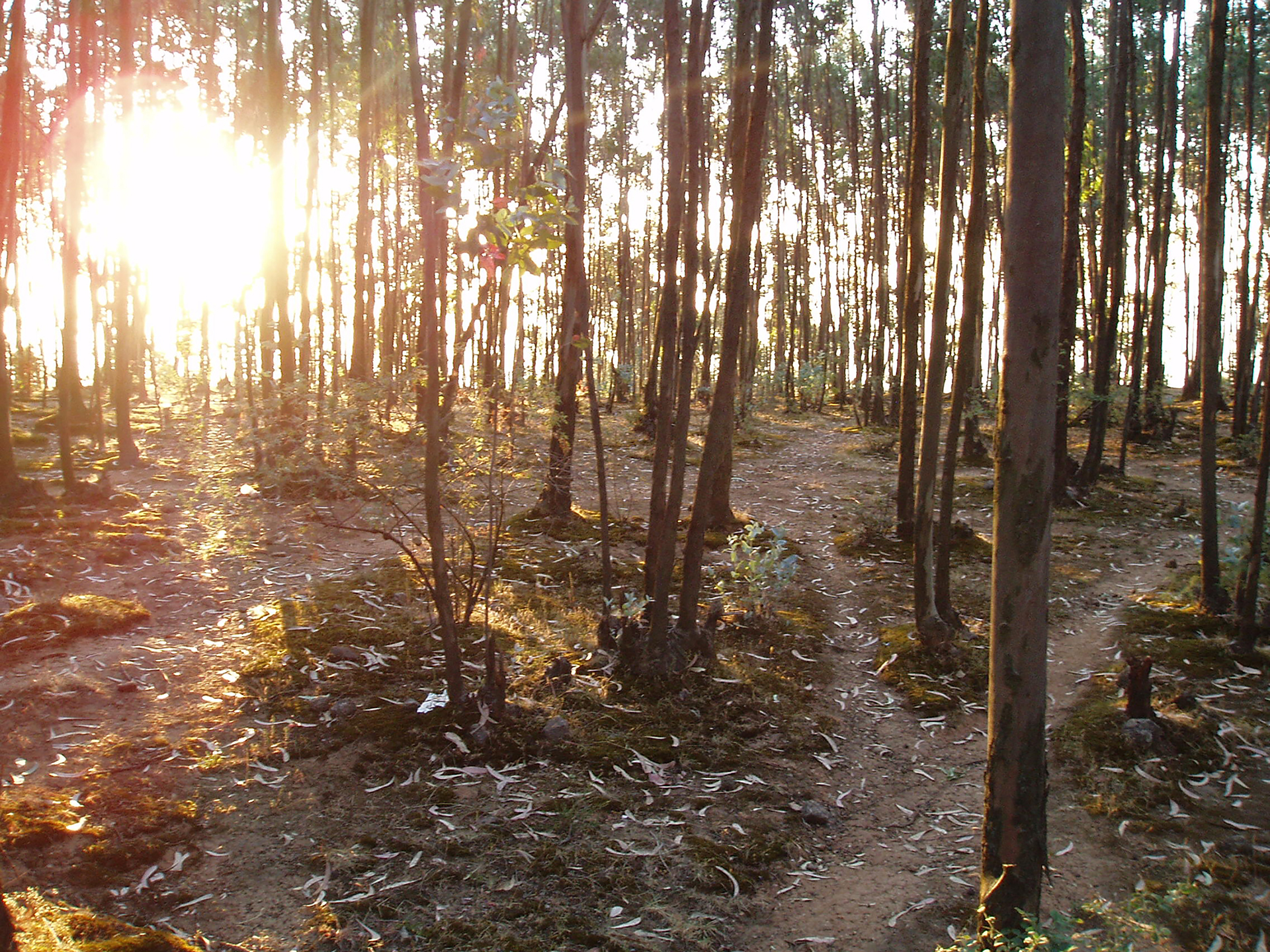 Failing to see the woods for the trees | Richard Negus | The Critic ...