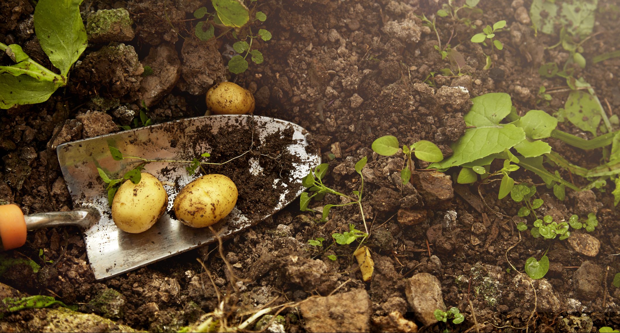 Spuds with everything | Oliver Wiseman | The Critic Magazine