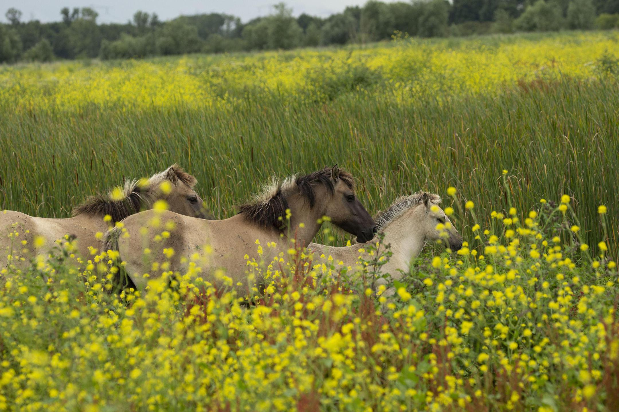 Failing to see the woods for the trees | Richard Negus | The Critic ...