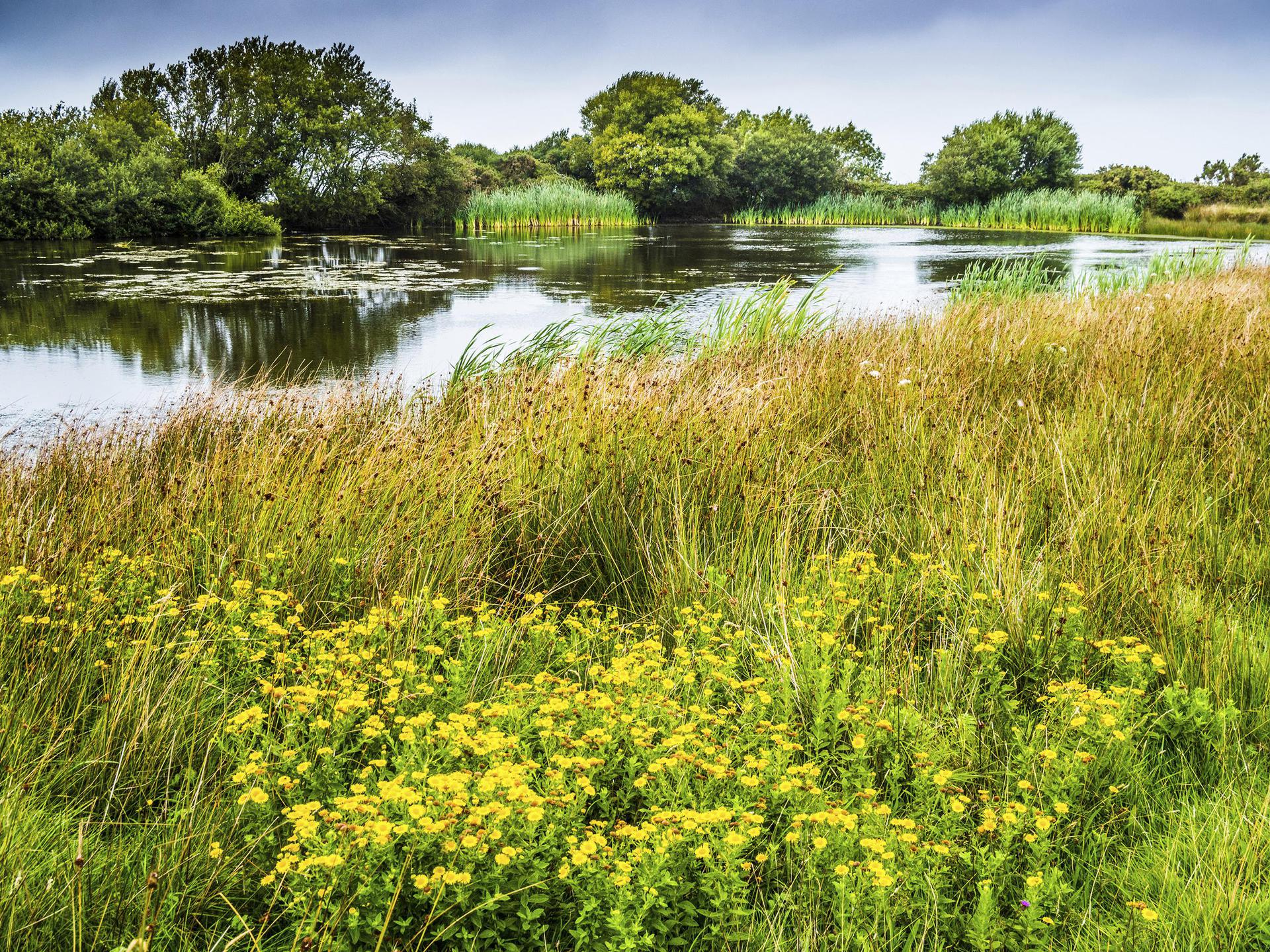 Ducking for cover | Patrick Galbraith | The Critic Magazine