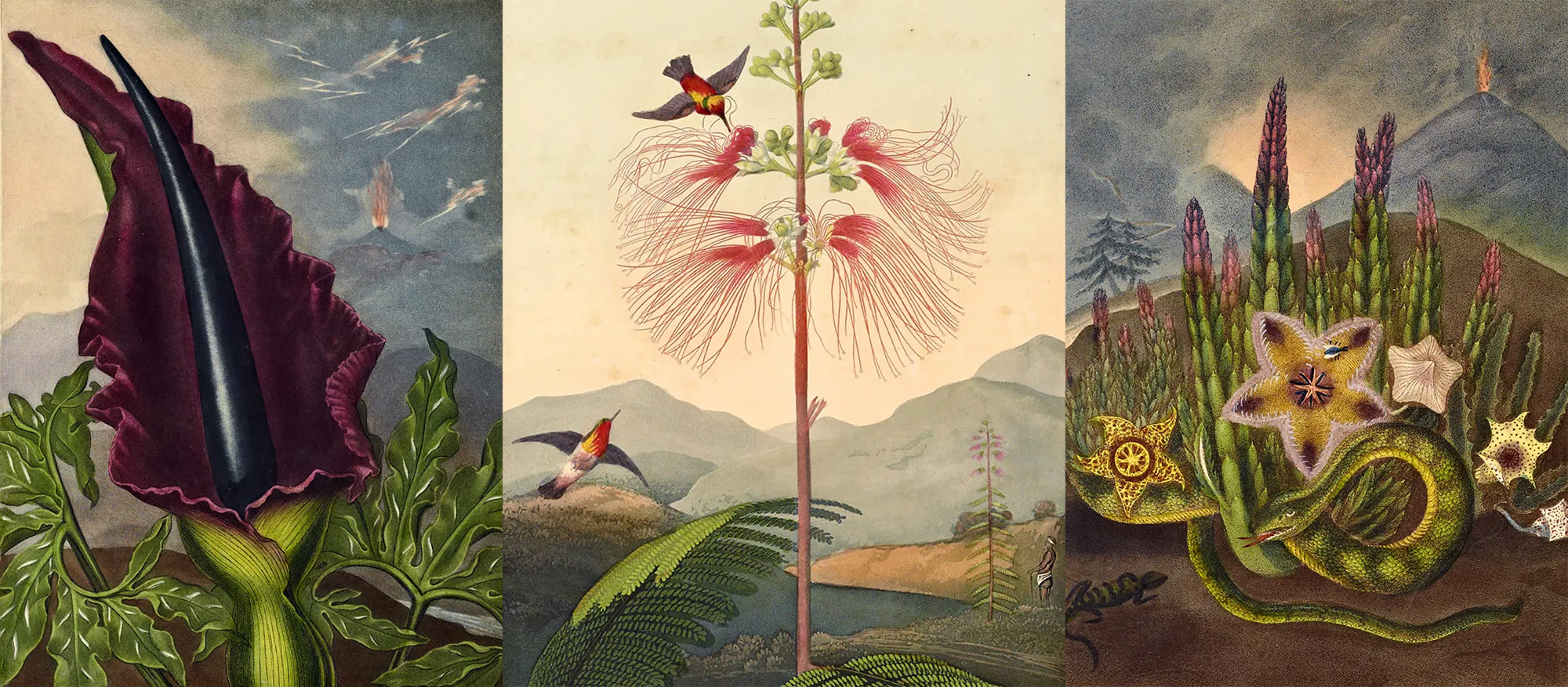 Author: Esmé Partridge | The Critic Magazine