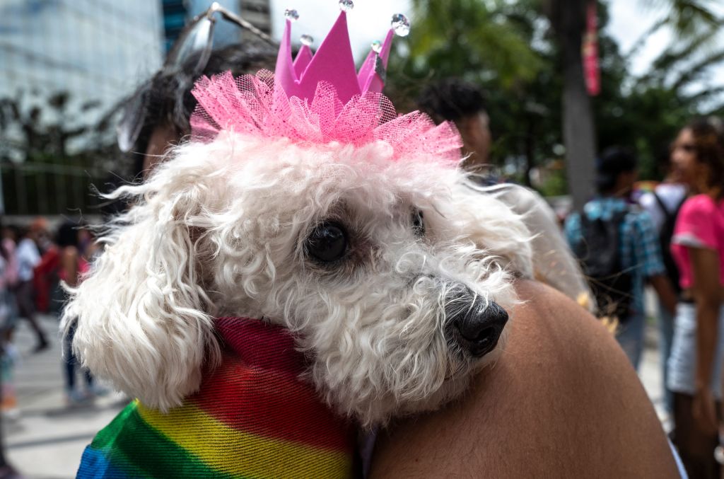 Going to the dogs | Kirsty Miller | The Critic Magazine