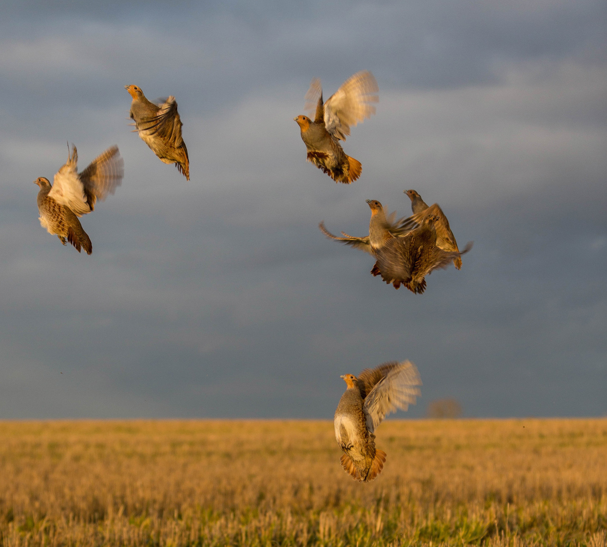 The true lie of the land | Richard Negus | The Critic Magazine