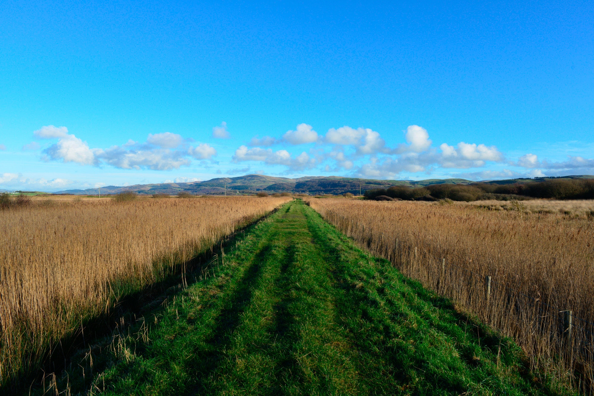 Don’t bite the hand that feeds the birds | Richard Negus | The Critic ...