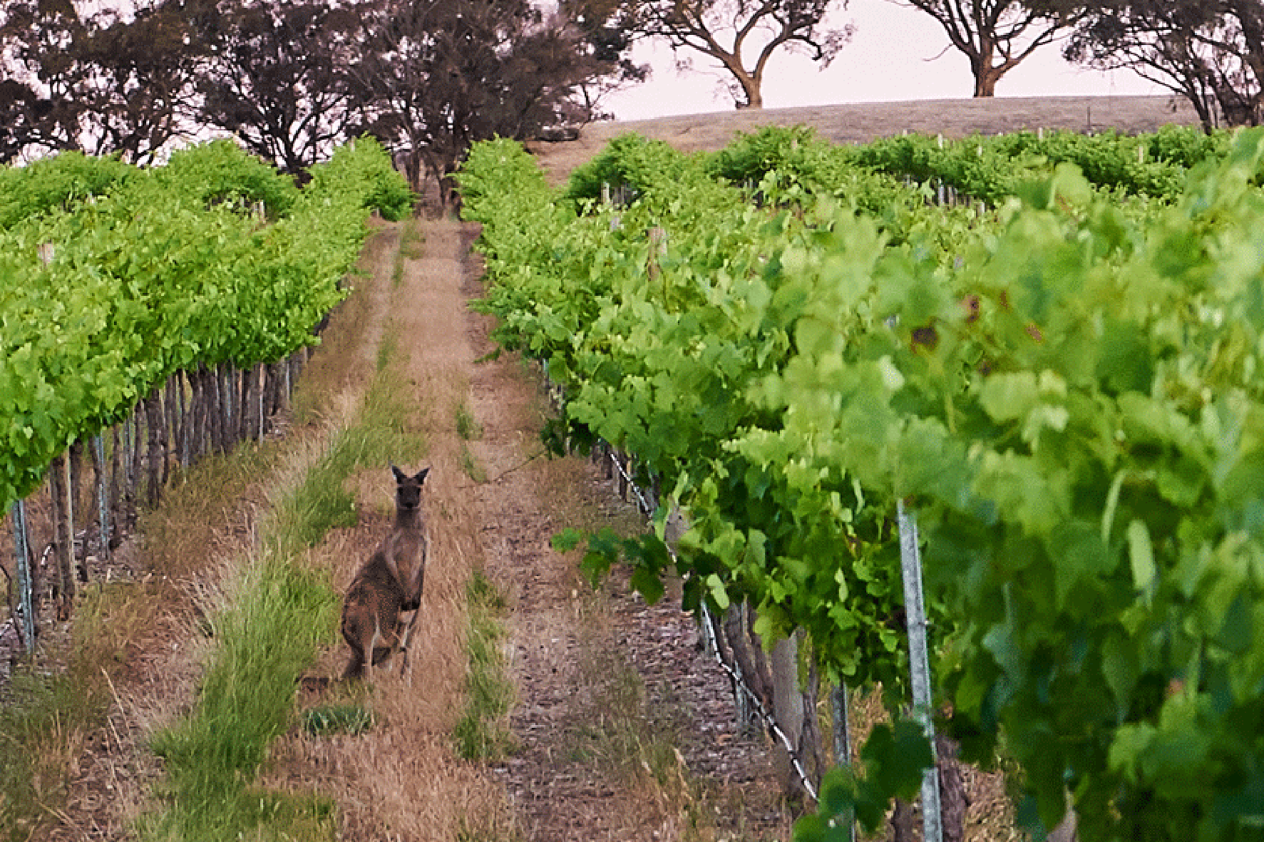 Shakespearean lore and order | David Womersley | The Critic Magazine