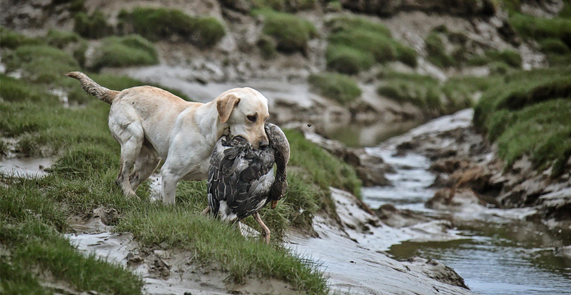 How to hunt properly | Patrick Galbraith | The Critic Magazine